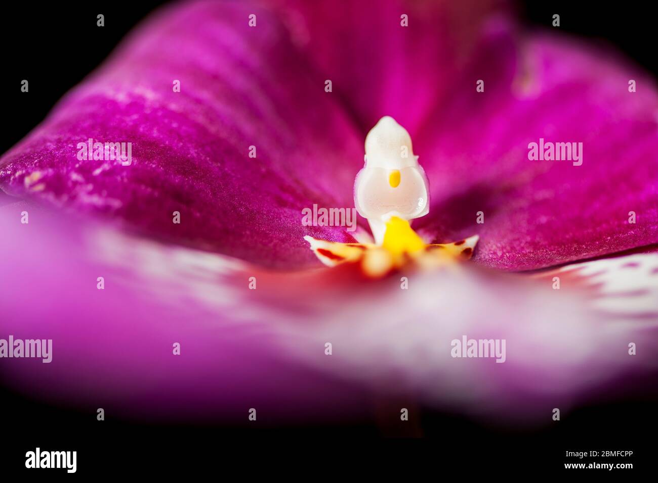 Low-angle macro view with shallow depth of field of pollen and stigma ... Low-angle macro view with shallow depth of field of pollen and stigma ...