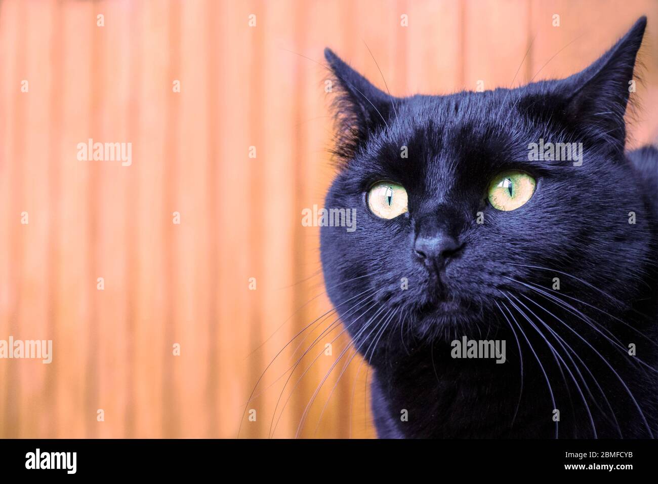 black cat at home on wooden wall background Stock Photo - Alamy