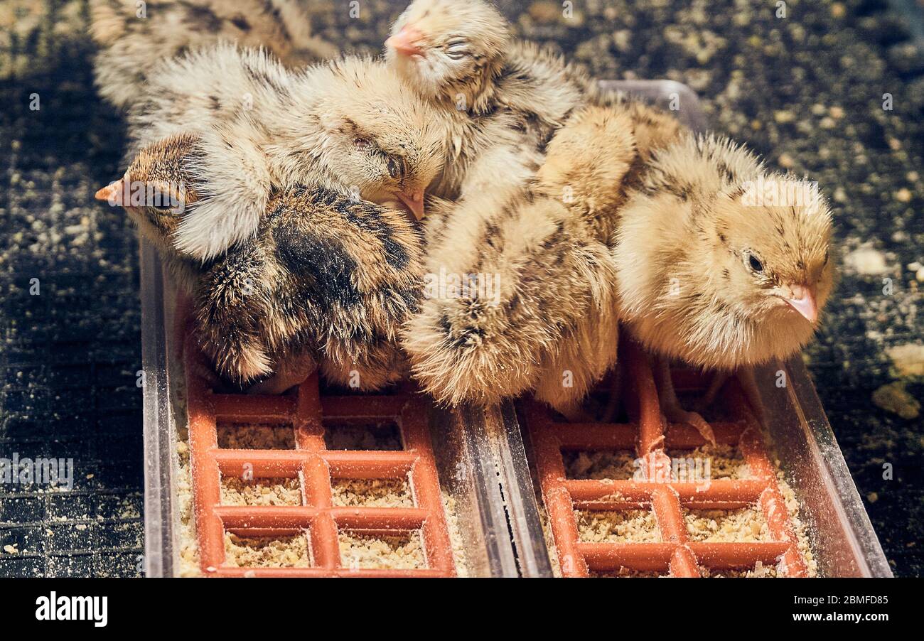 Sweet quail chicks next to each other Stock Photo - Alamy