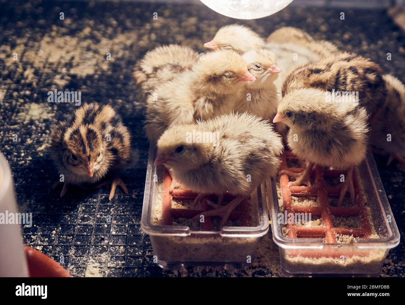 Sweet quail chicks next to each other Stock Photo - Alamy