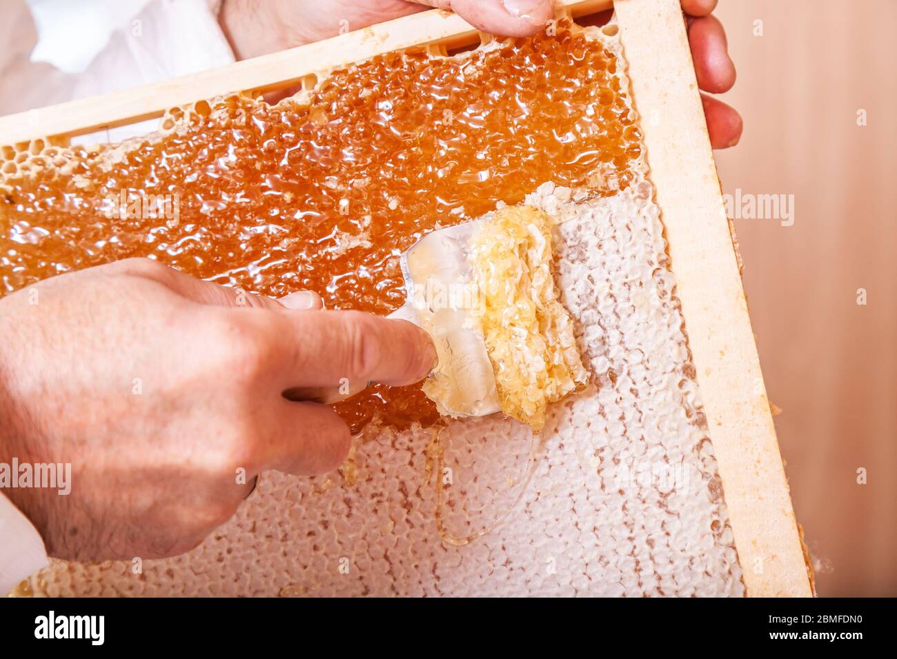 The process of extracting honey from bee honeycombs Stock Photo - Alamy