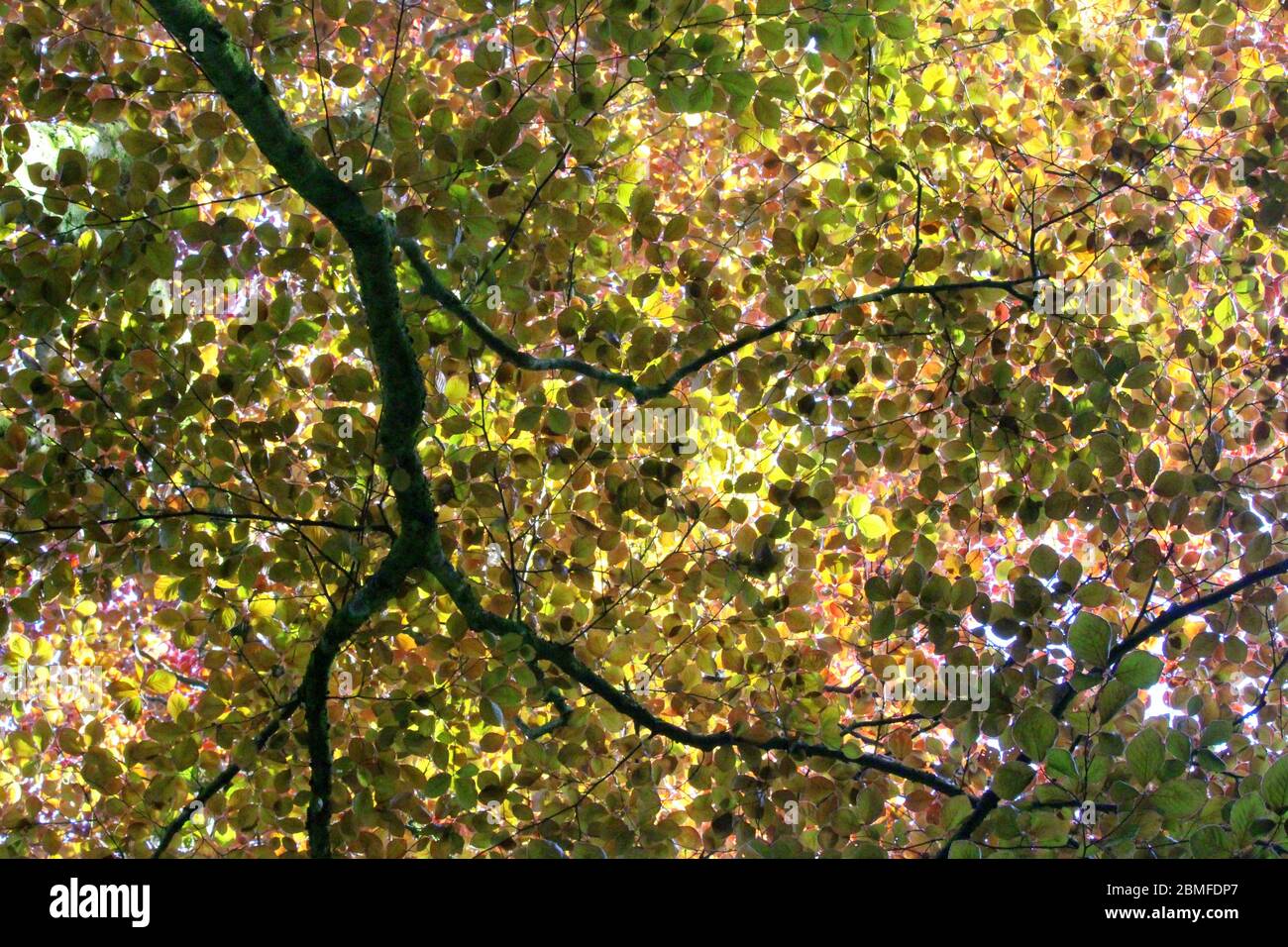 Red Beech Tree High Resolution Stock Photography and Images - Alamy