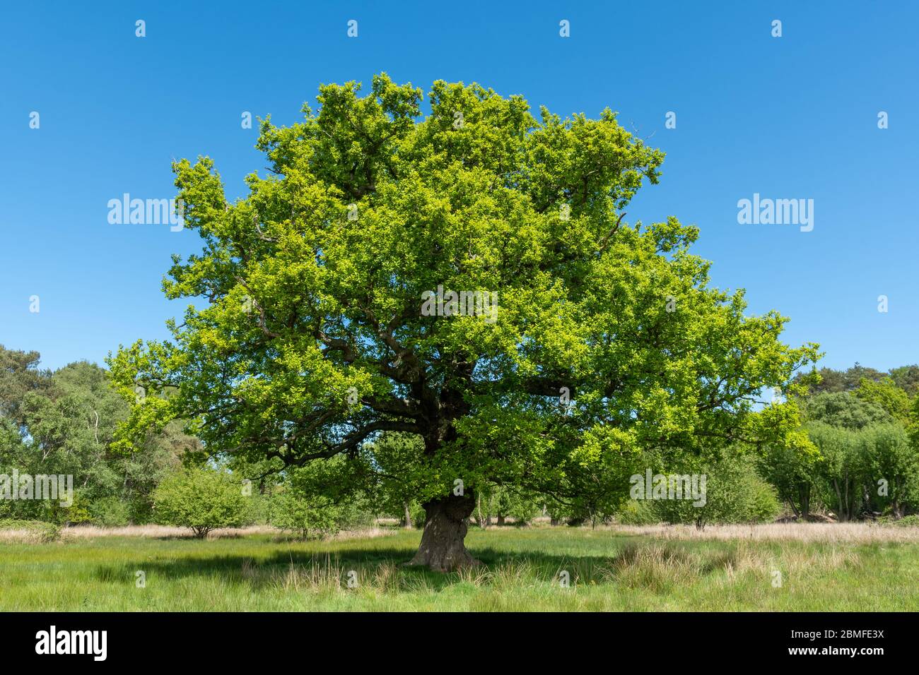 Mature standard English oak tree (Quercus robur) with fresh green ...