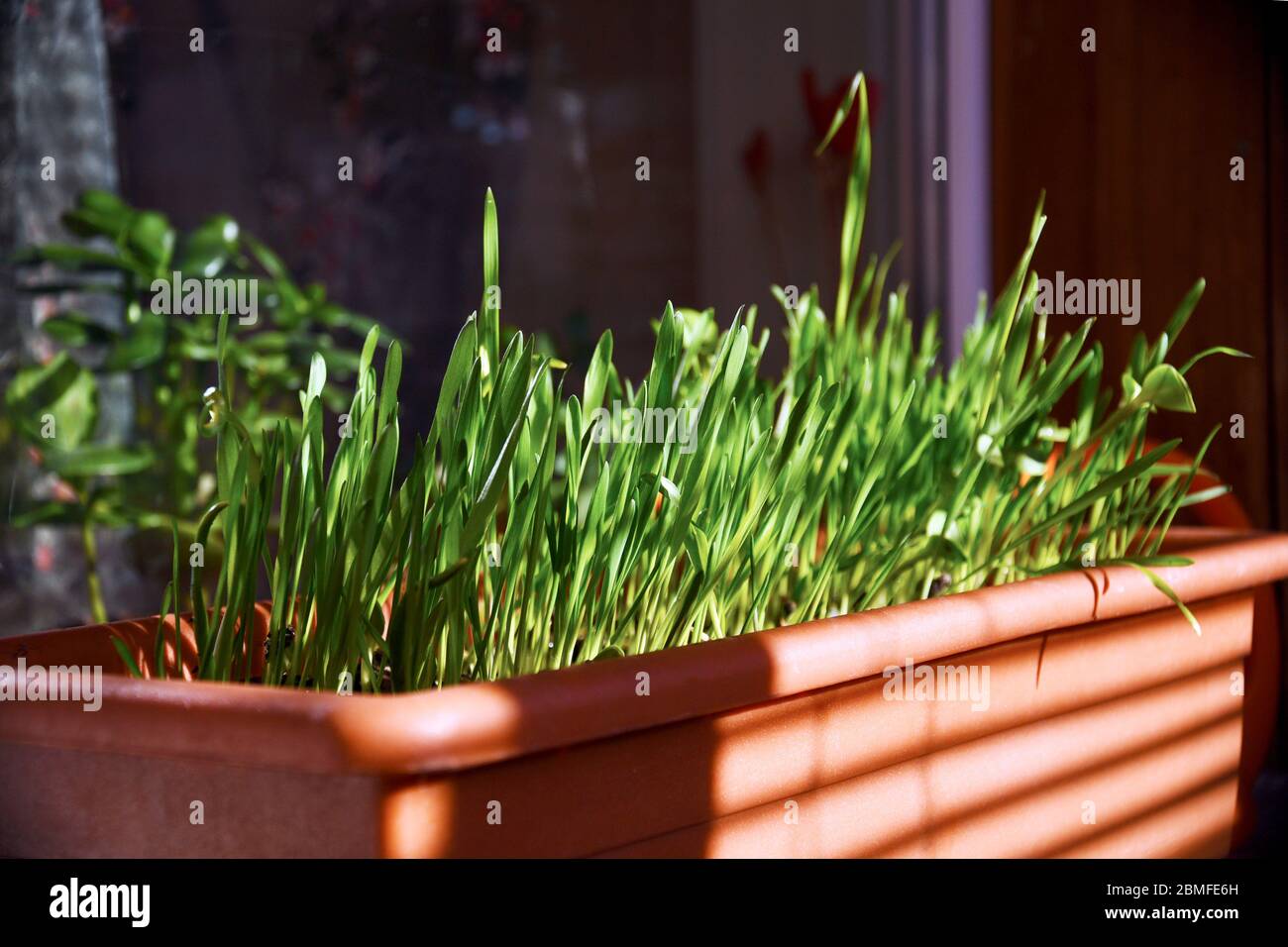 Grass on window hi-res stock photography and images - Alamy