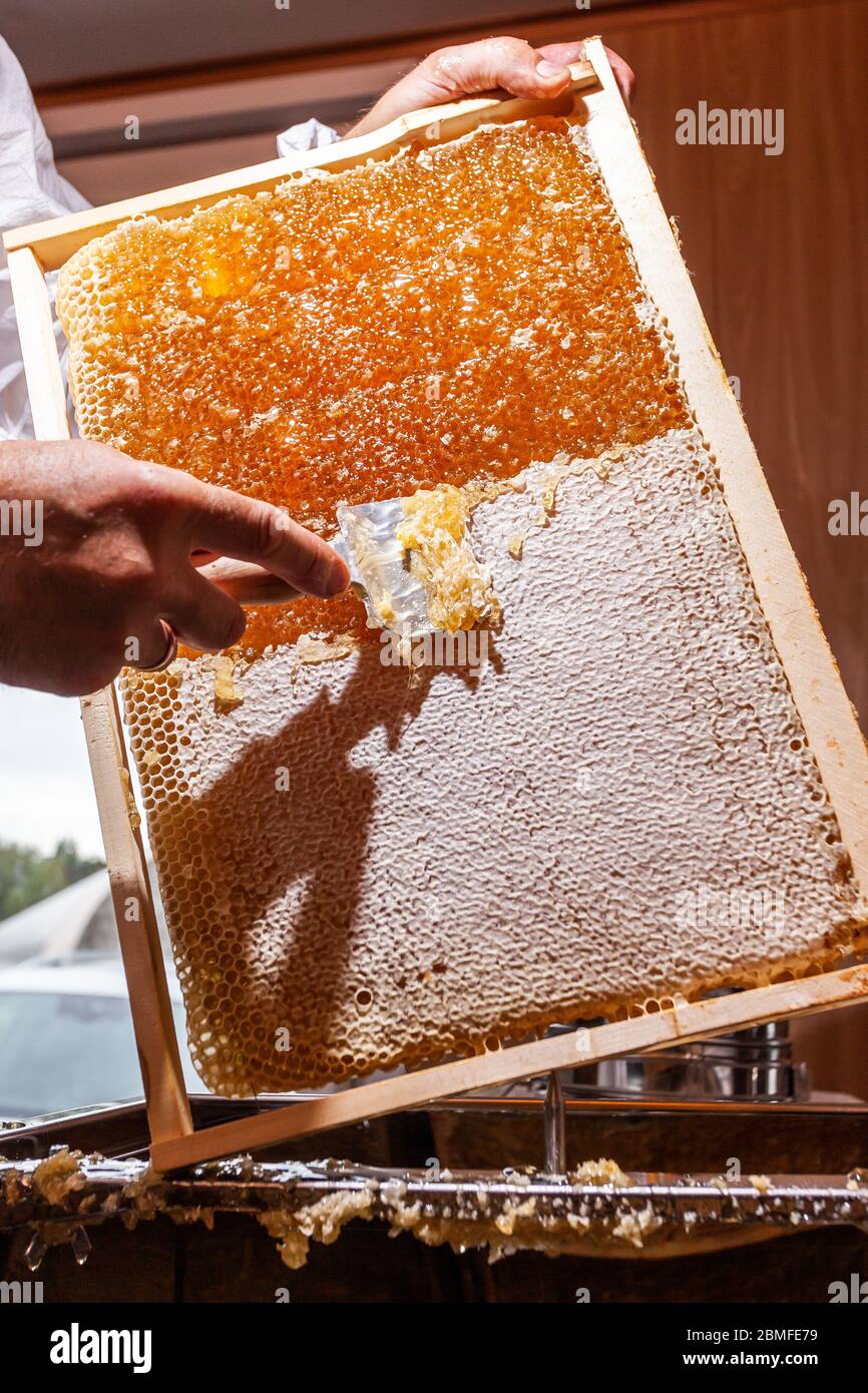The process of extracting honey from bee honeycombs Stock Photo - Alamy