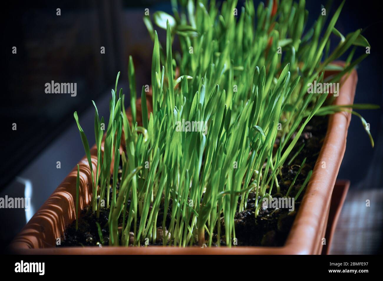 Grass on window hi-res stock photography and images - Alamy