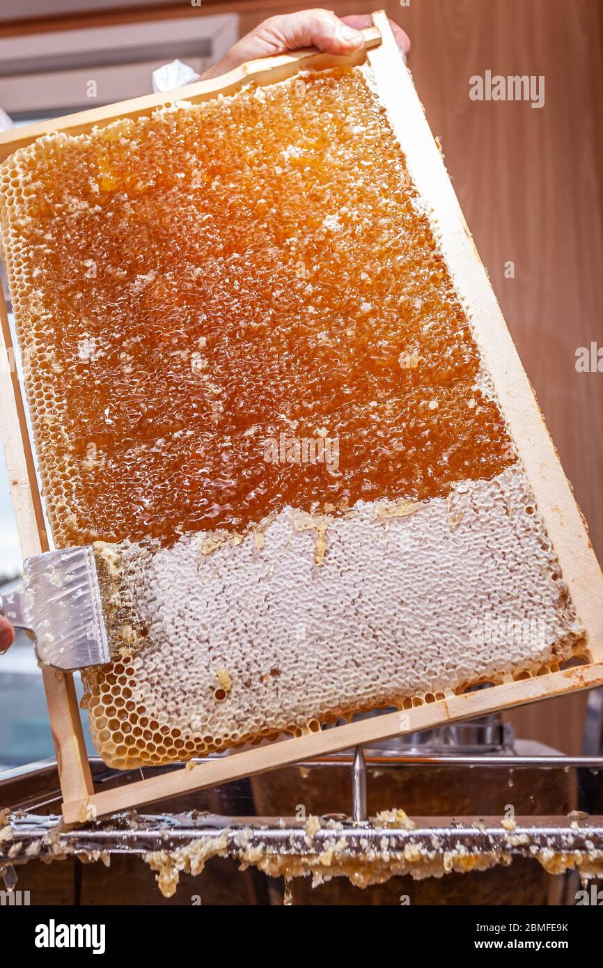 The process of extracting honey from bee honeycombs Stock Photo - Alamy