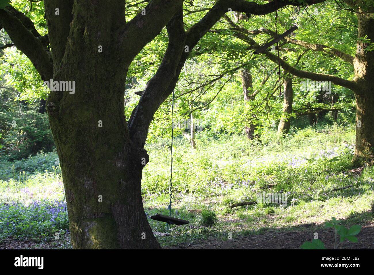 A photograph of a rope swing attached to a large old tree. Outdoors ...