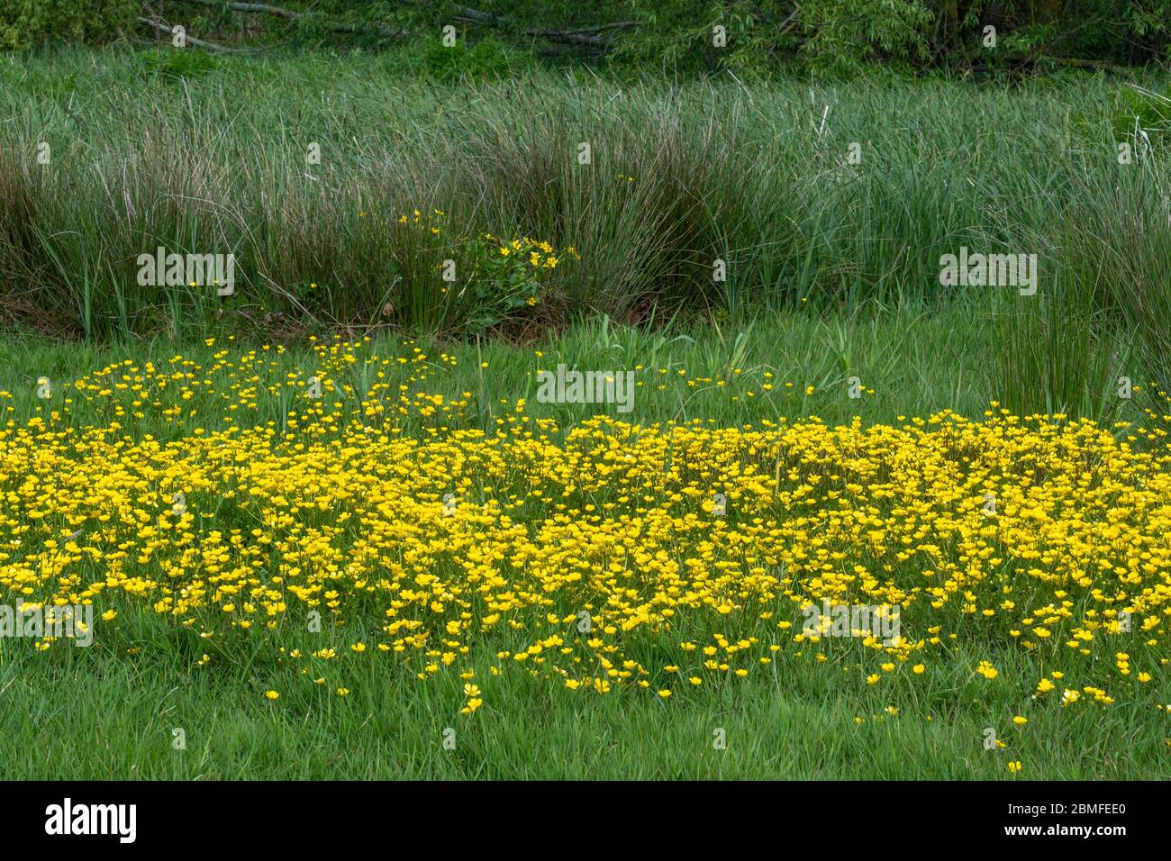 Meadow buttercups ( Ranunculus acris), a large patch of yellow ...