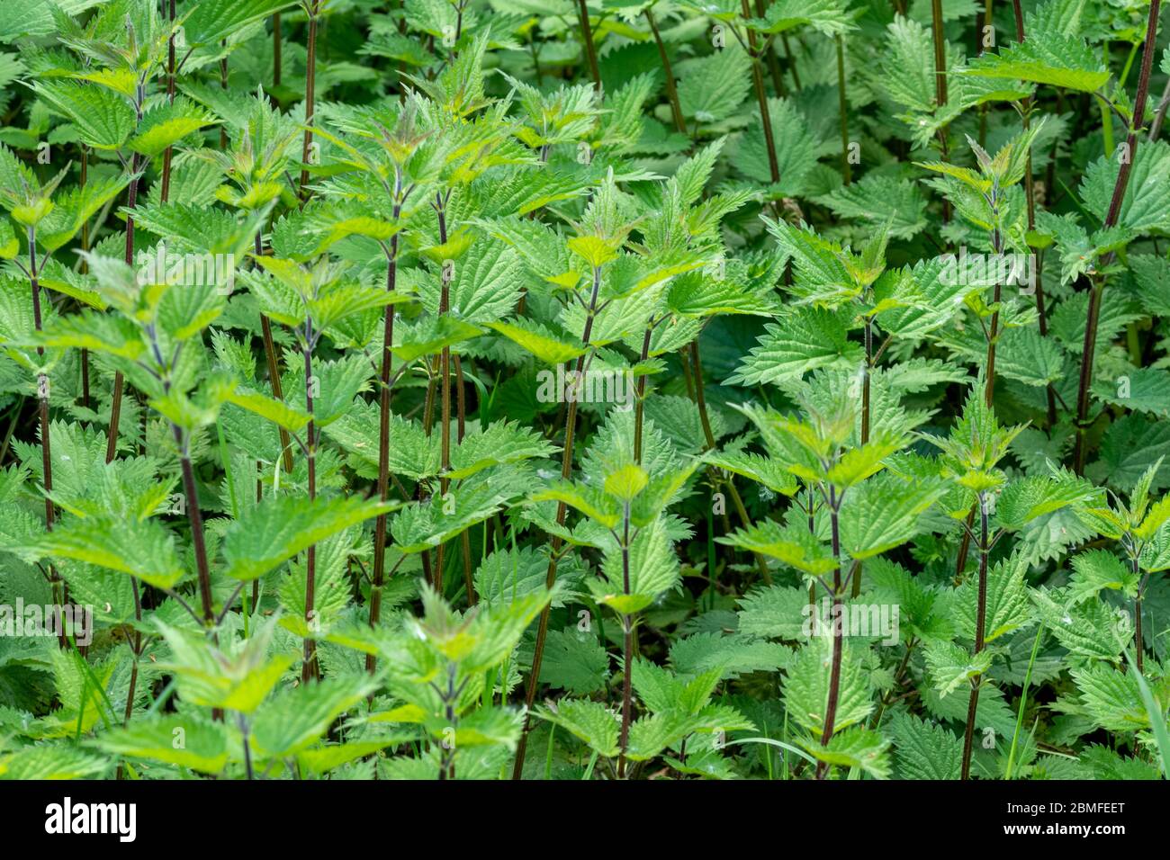 Stinging nettles (Urtica dioica), UK Stock Photo - Alamy