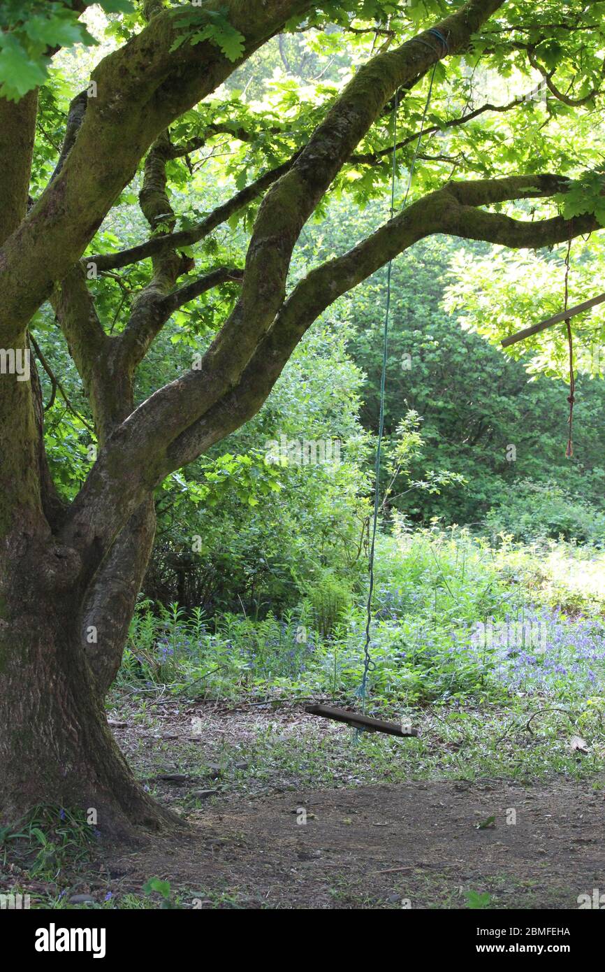 A photograph of a rope swing attached to a large old tree. Outdoors ...