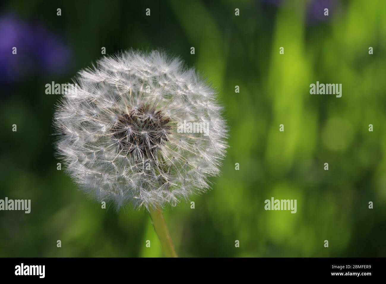A close up photo of a dandelion seed puff ball head, shallow depth of ...