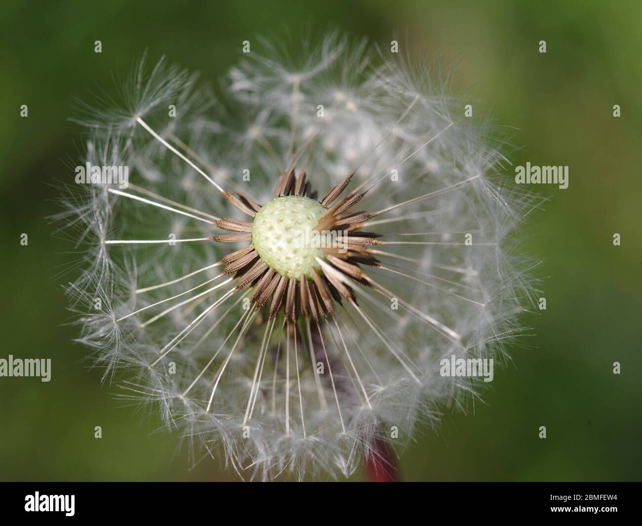 Fluffy pappus structure hi-res stock photography and images - Alamy