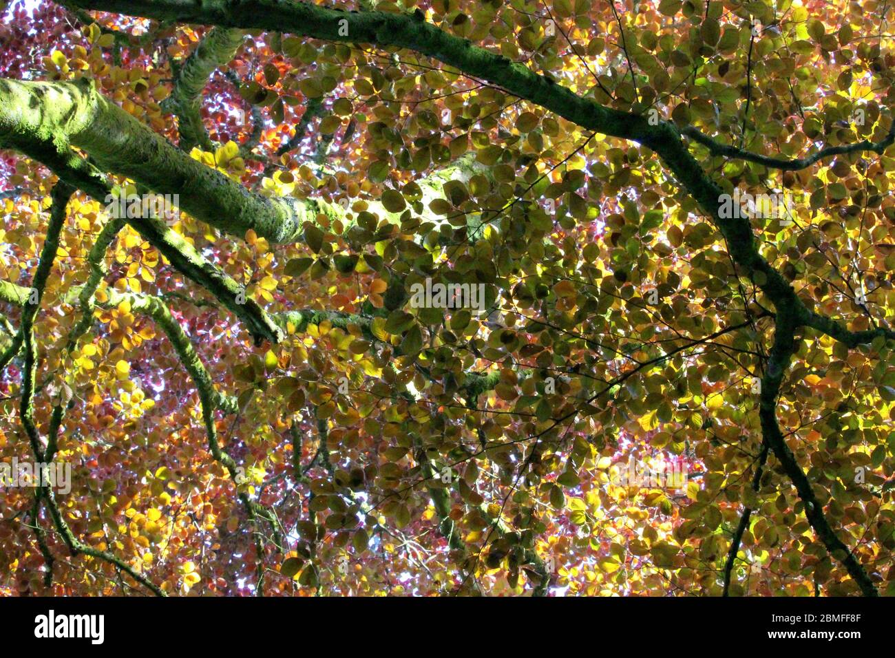 Red beech tree leaves hi-res stock photography and images - Alamy