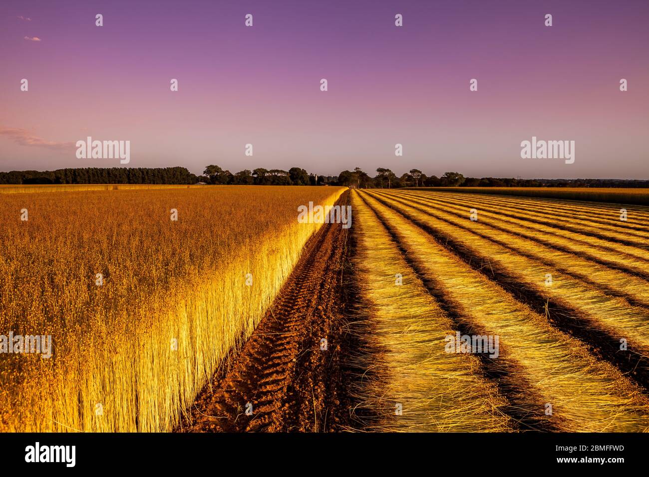 Flax Fields High Resolution Stock Photography and Images - Alamy