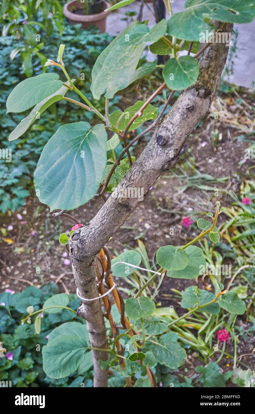 Kiwi backyard hi-res stock photography and images - Alamy