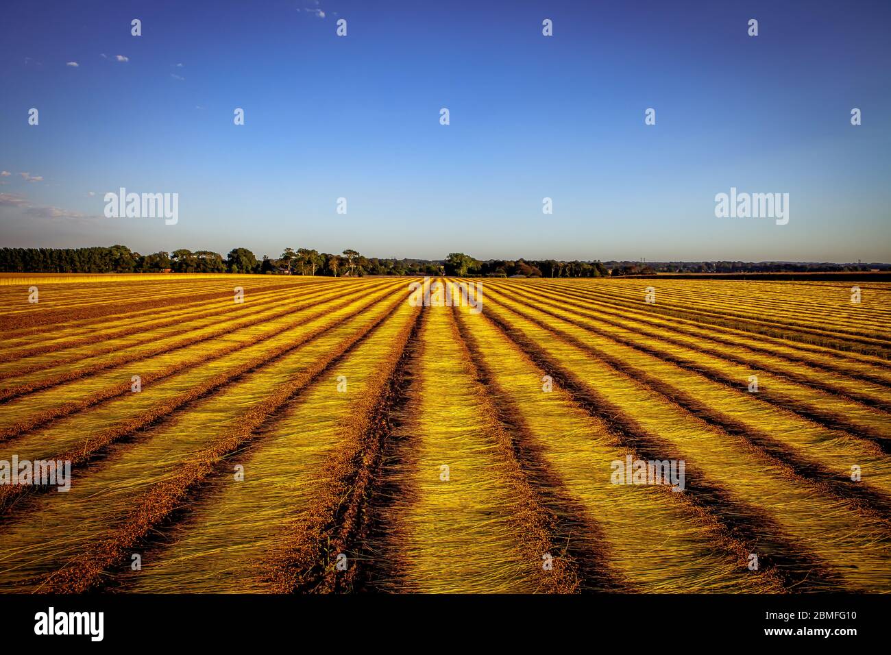 Flax Fields High Resolution Stock Photography and Images - Alamy
