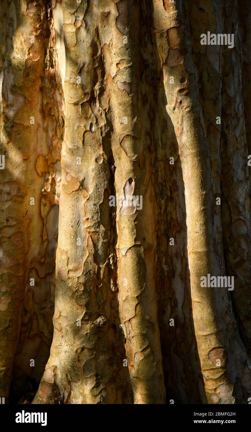 Brown tree nature texture background Stock Photo - Alamy