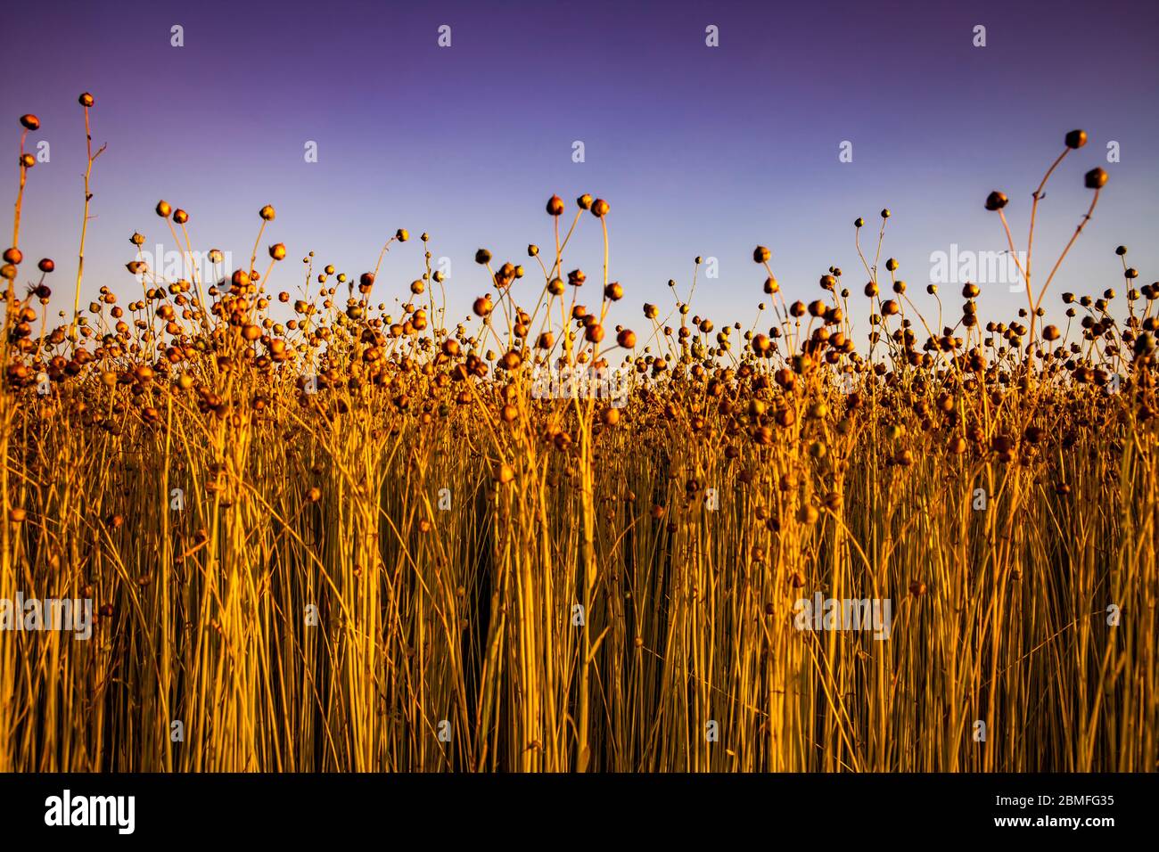 Flax Fields High Resolution Stock Photography and Images - Alamy