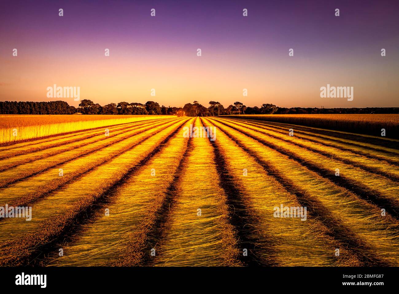 Flax Fields High Resolution Stock Photography and Images - Alamy