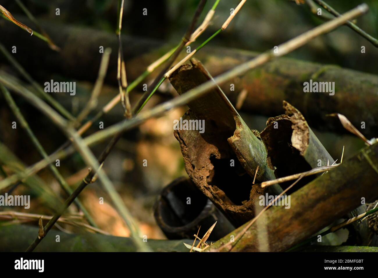 Brown tree nature texture background Stock Photo - Alamy