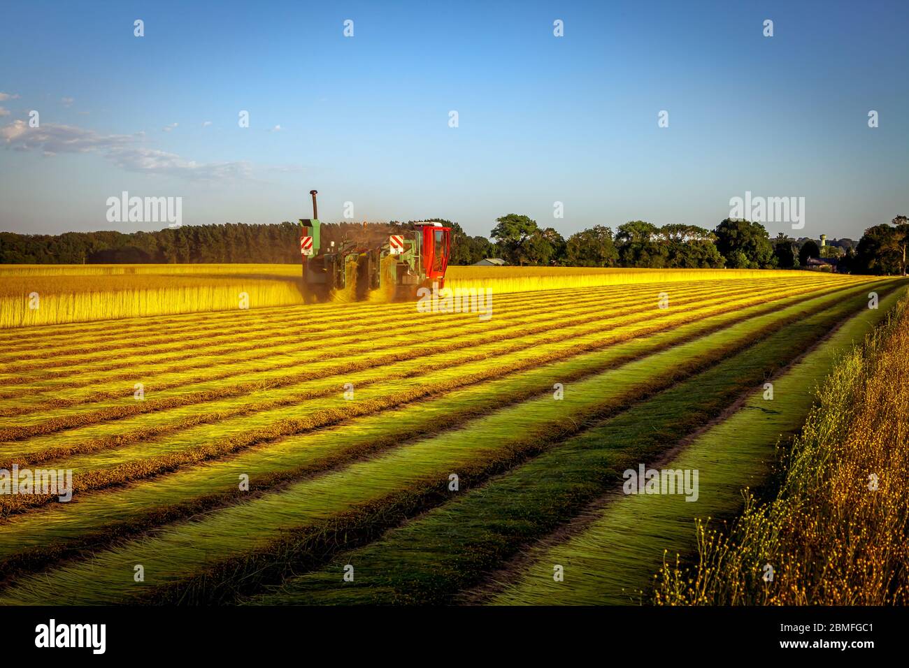 Flax fields hi-res stock photography and images - Alamy
