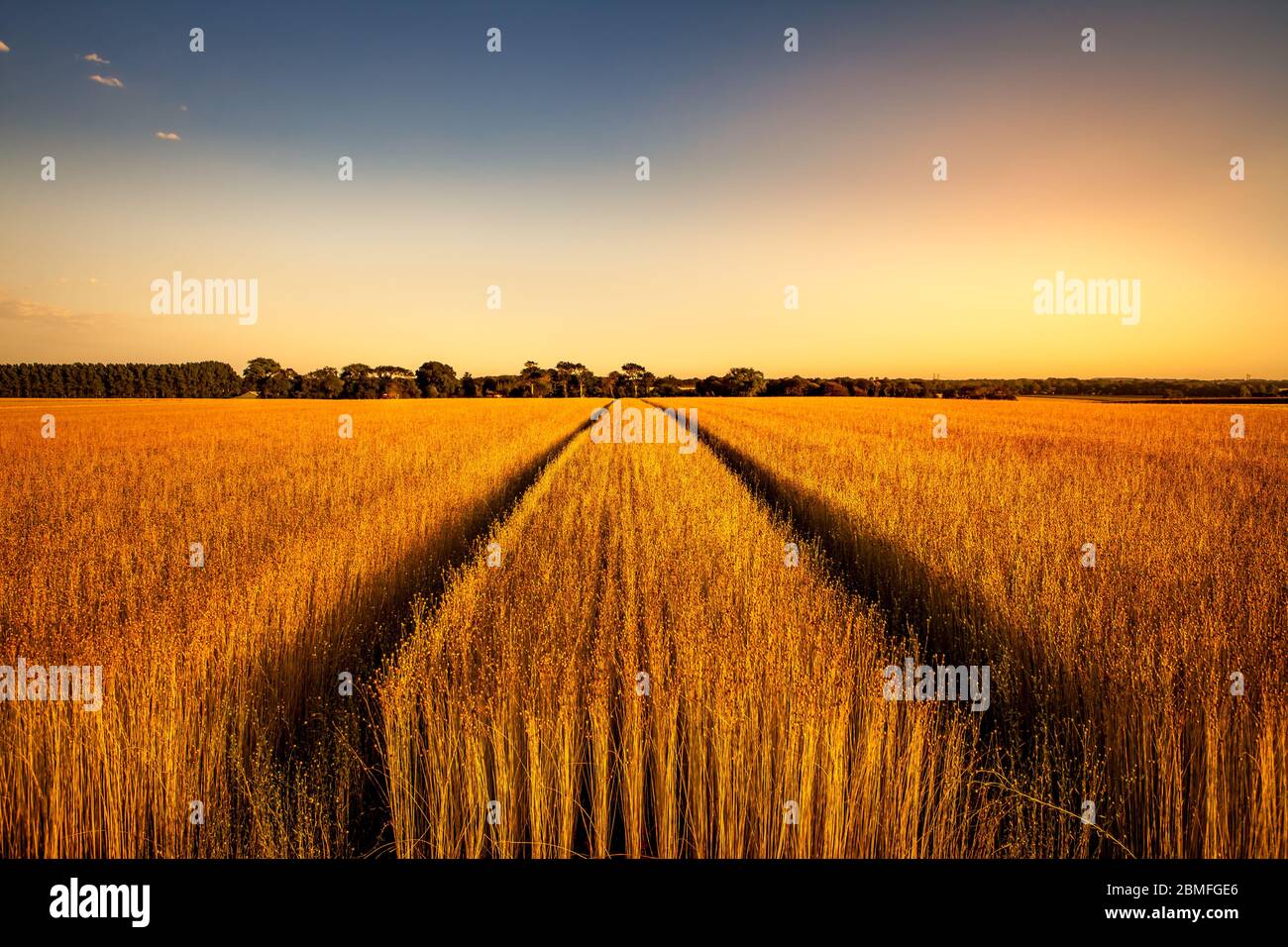 Flax Fields High Resolution Stock Photography and Images - Alamy