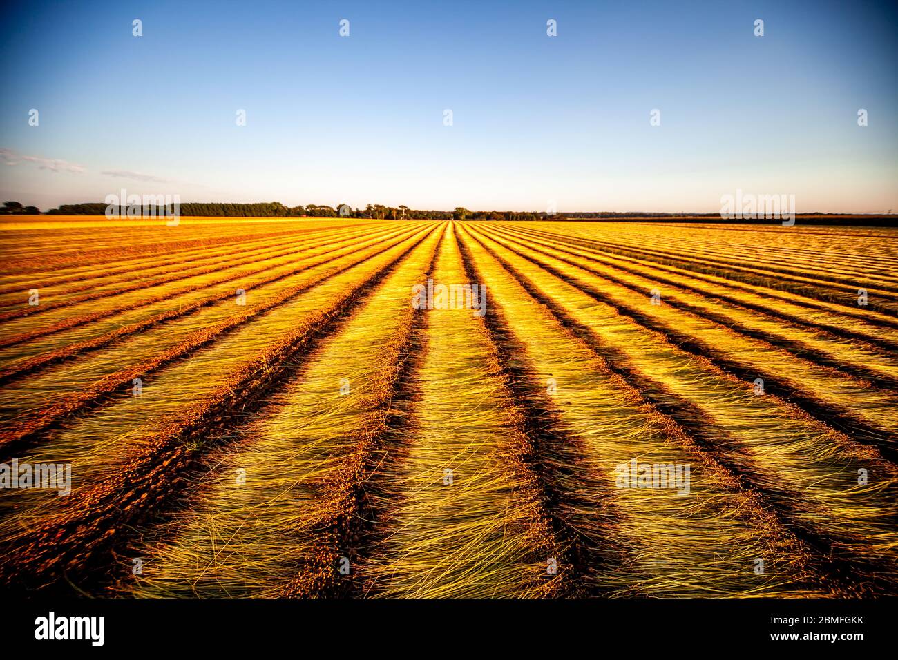Flax Fields High Resolution Stock Photography and Images - Alamy