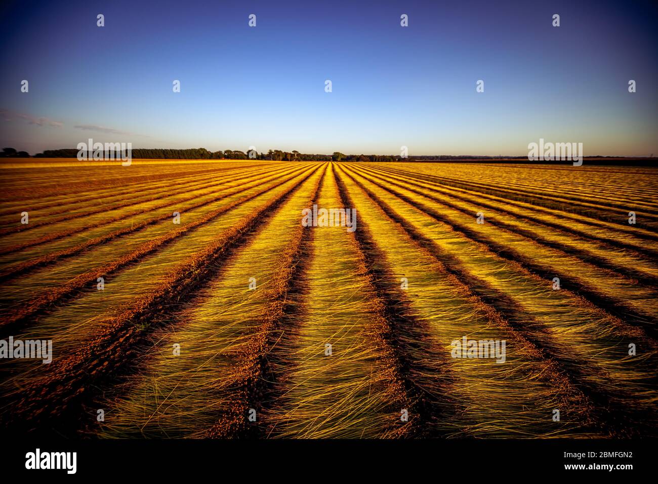 Flax Fields High Resolution Stock Photography and Images - Alamy