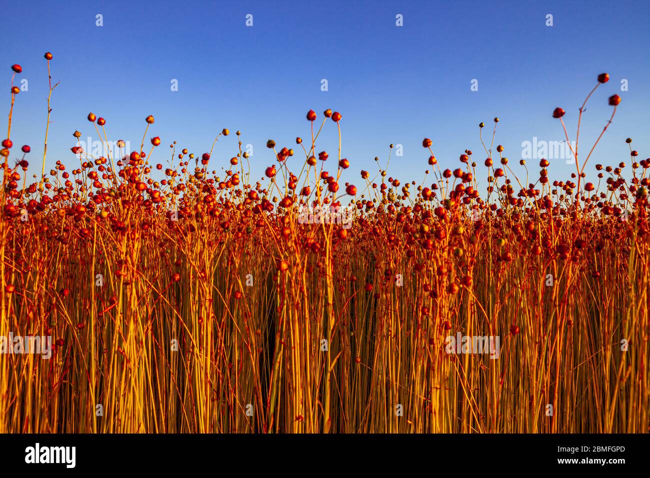 Flax Fields High Resolution Stock Photography and Images - Alamy