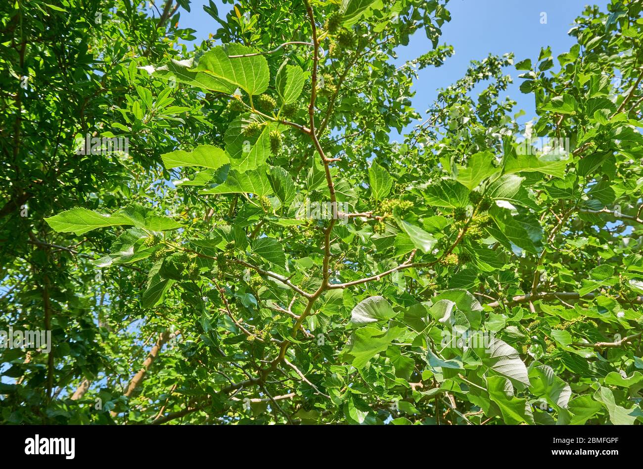 Colorful mulberry hi-res stock photography and images - Alamy