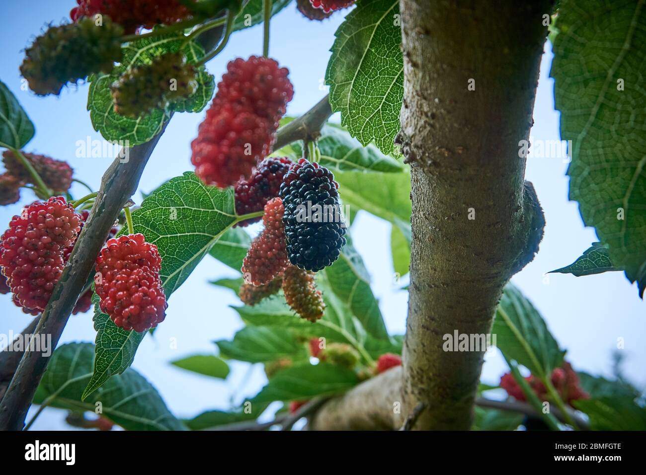 Fresh and organic mulberry fruits Stock Photo - Alamy
