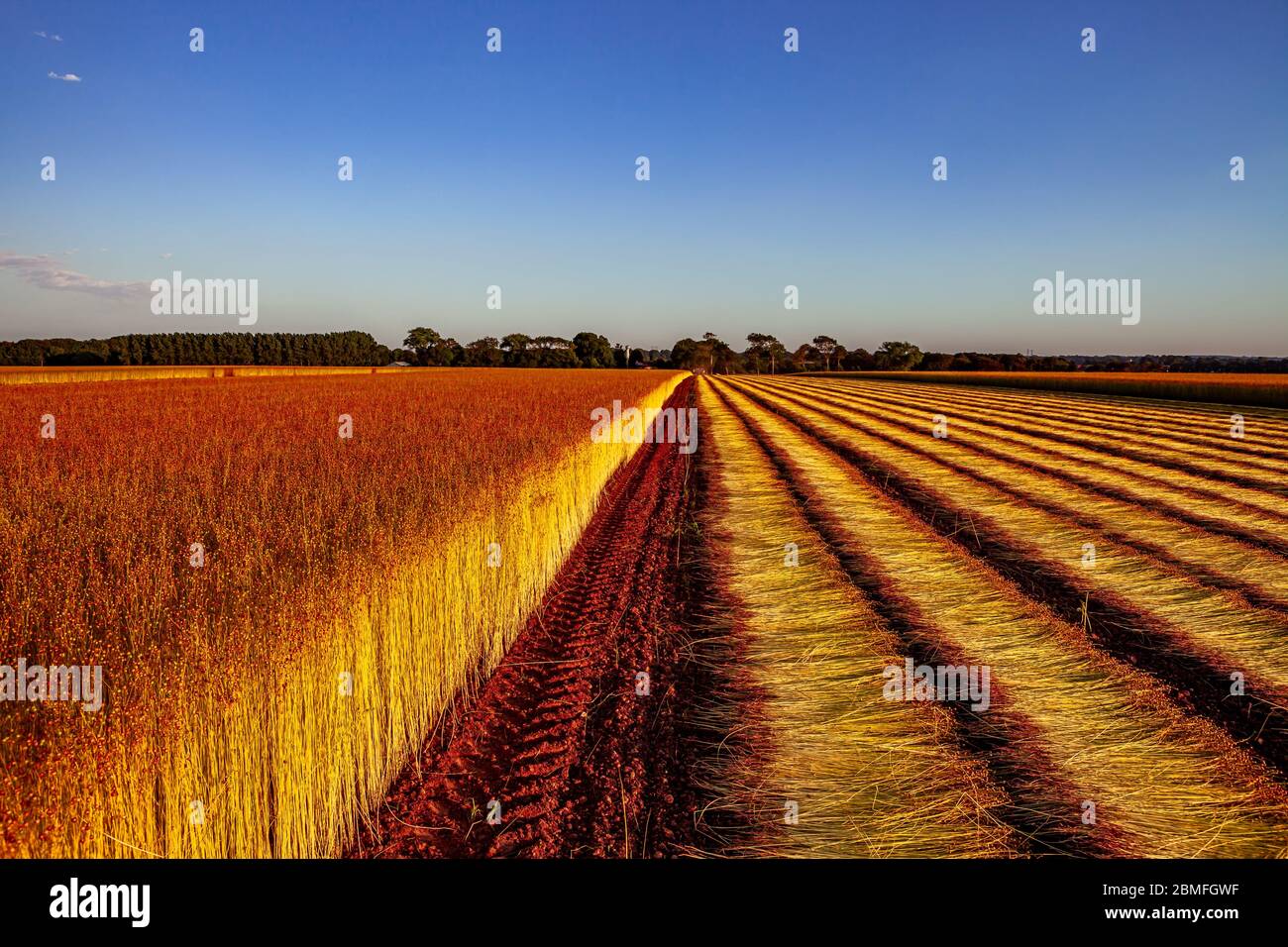 Flax fields hi-res stock photography and images - Alamy
