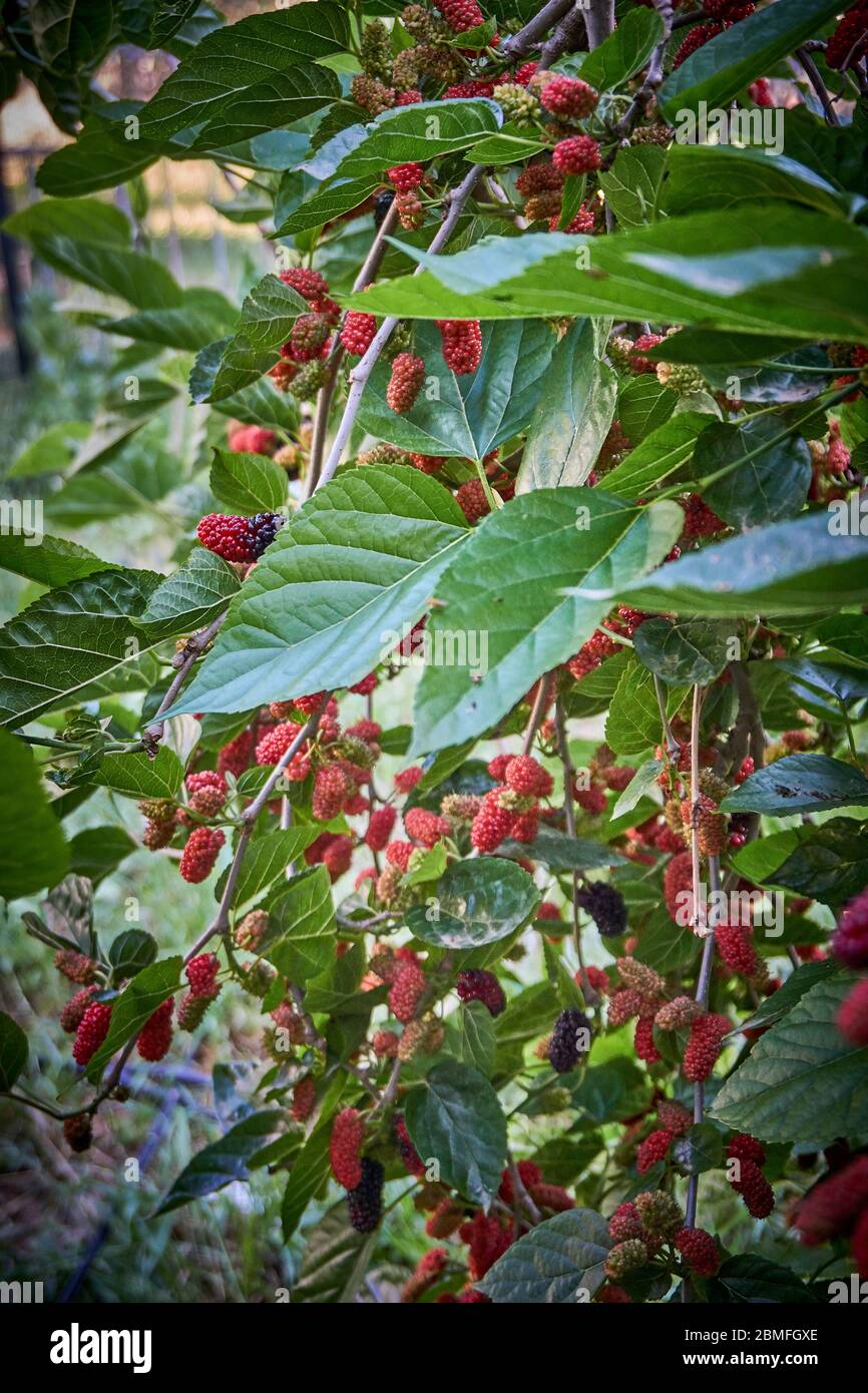 Fresh and organic mulberry fruits Stock Photo - Alamy