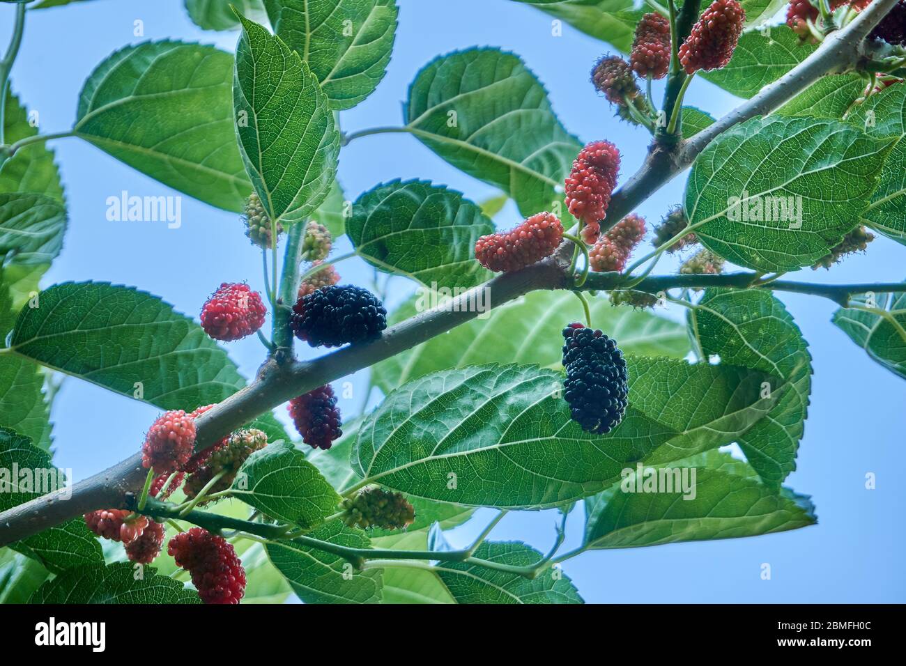 Fresh and organic mulberry fruits Stock Photo - Alamy
