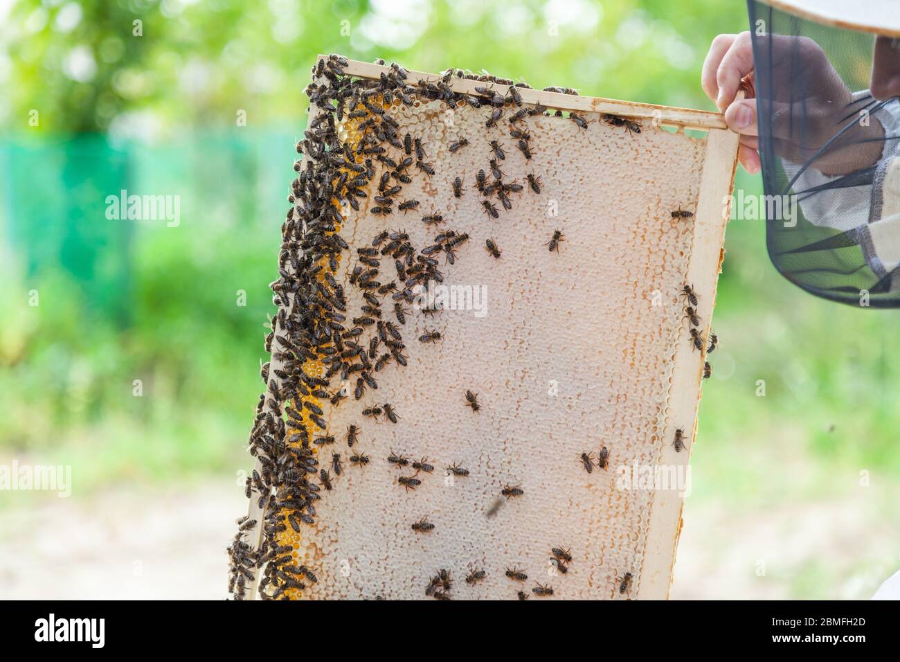 the process of extracting honey from a beehive Stock Photo - Alamy