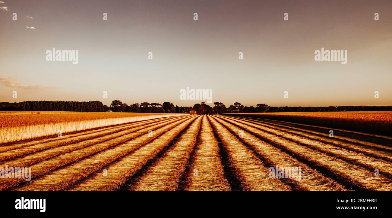 Flax Fields High Resolution Stock Photography and Images - Alamy