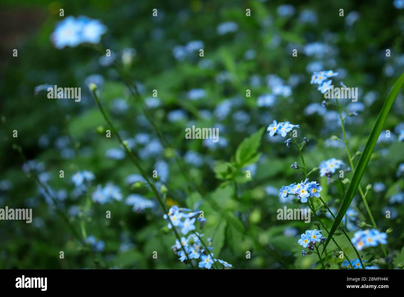 Forget me nots in the grass hi-res stock photography and images - Alamy
