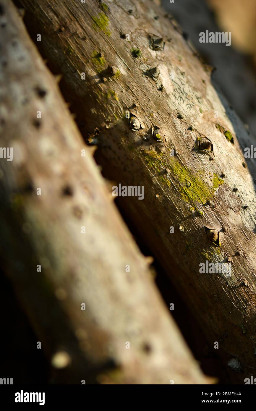 Brown tree nature texture background Stock Photo - Alamy