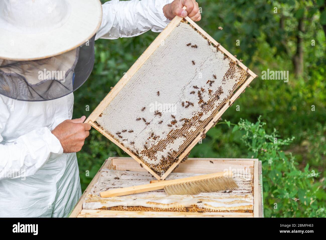 the process of extracting honey from a beehive Stock Photo - Alamy