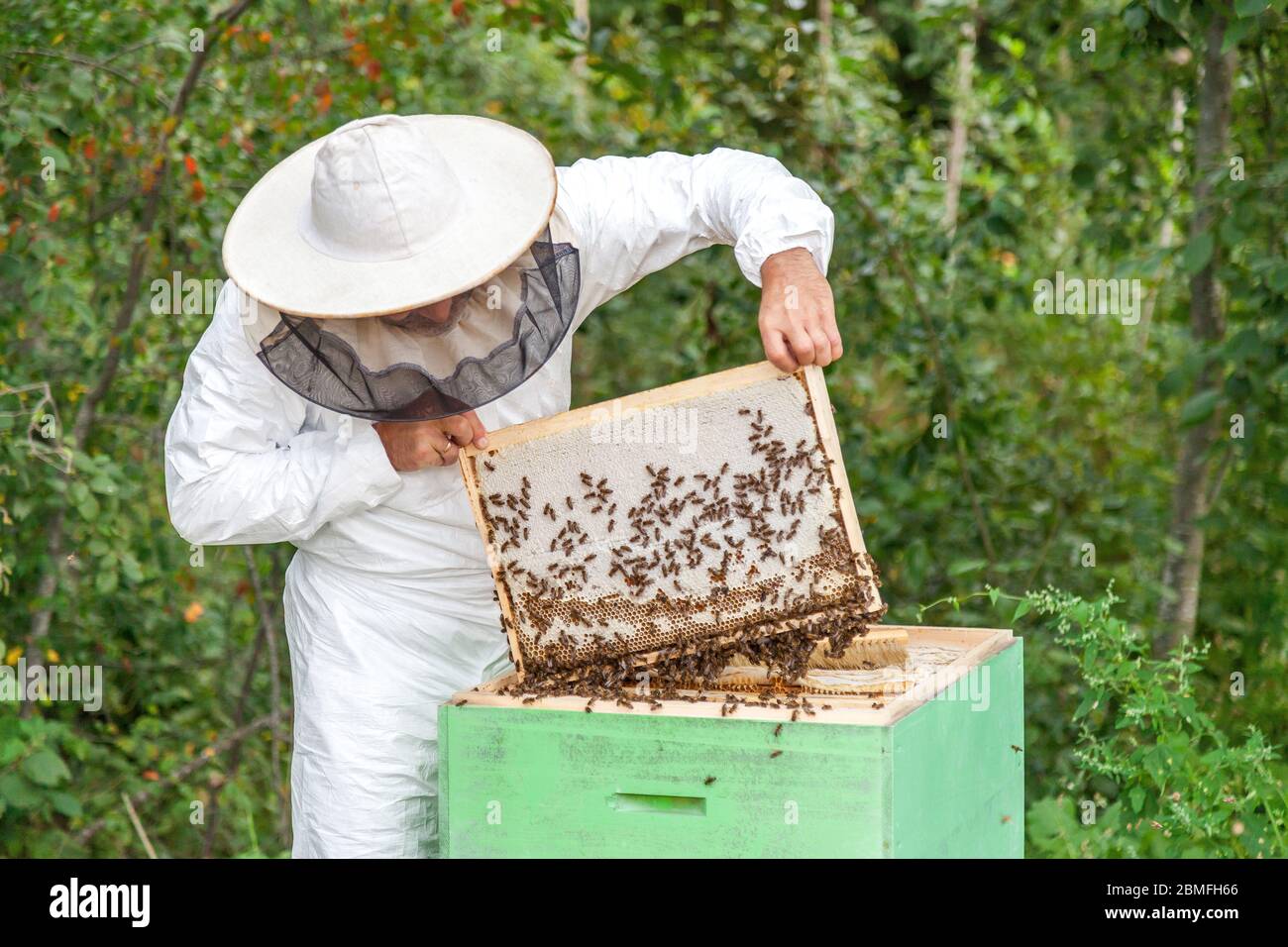 the process of extracting honey from a beehive Stock Photo - Alamy