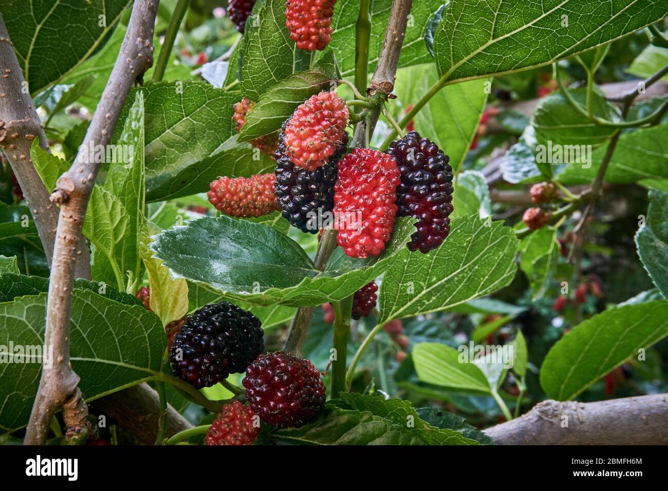 Mulberry fruits hi-res stock photography and images - Alamy