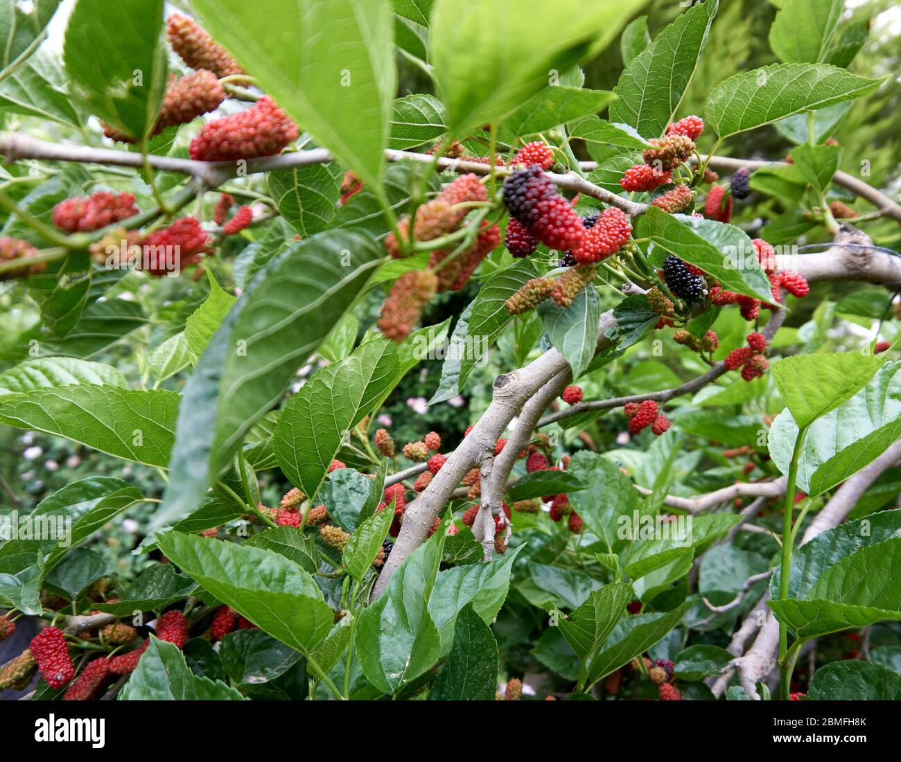 Fresh and organic mulberry fruits Stock Photo - Alamy