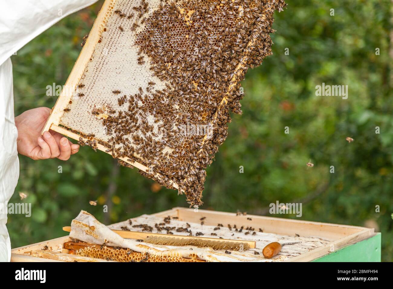 the process of extracting honey from a beehive Stock Photo - Alamy