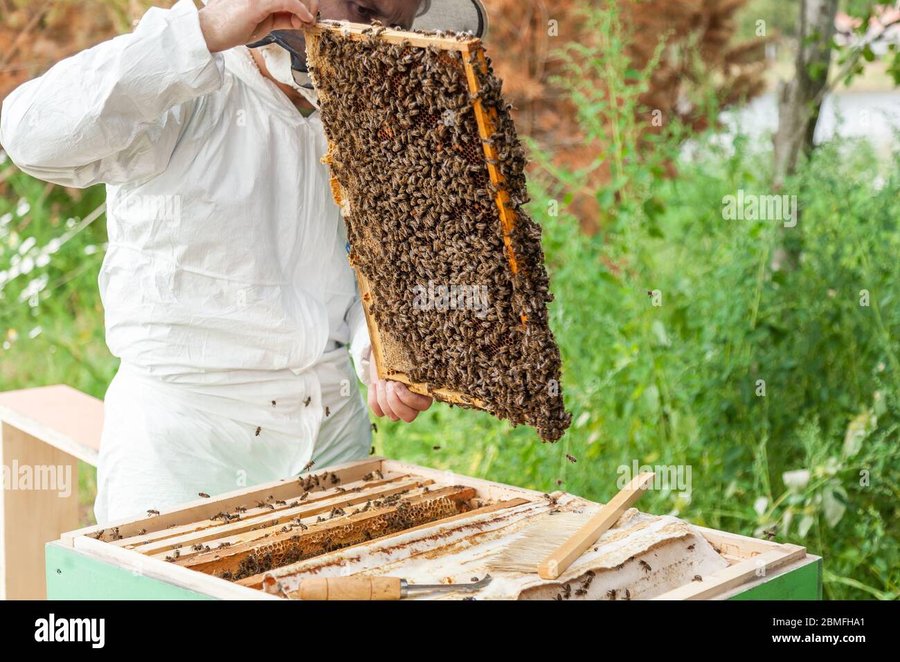 the process of extracting honey from a beehive Stock Photo - Alamy