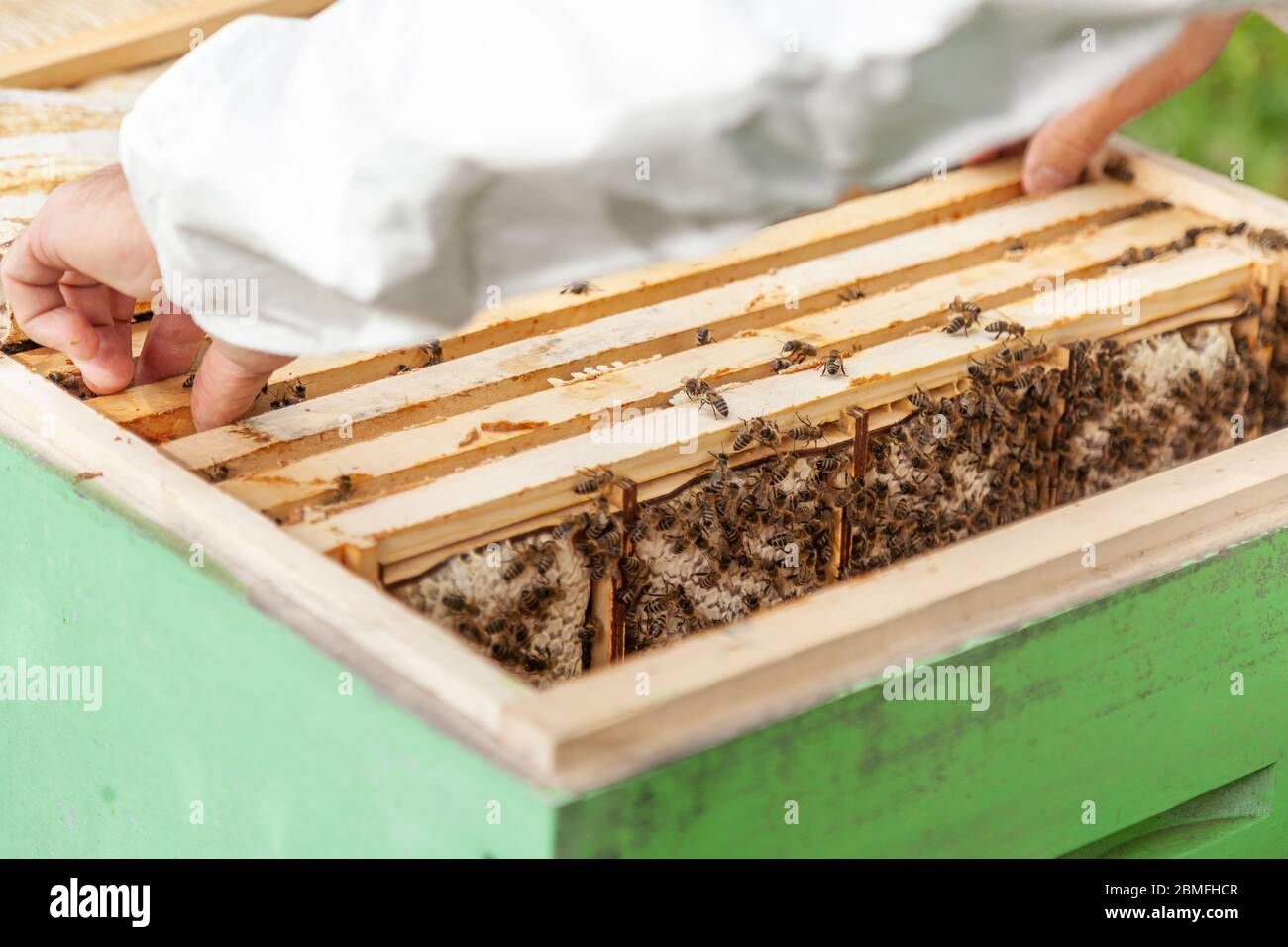 the process of extracting honey from a beehive Stock Photo - Alamy