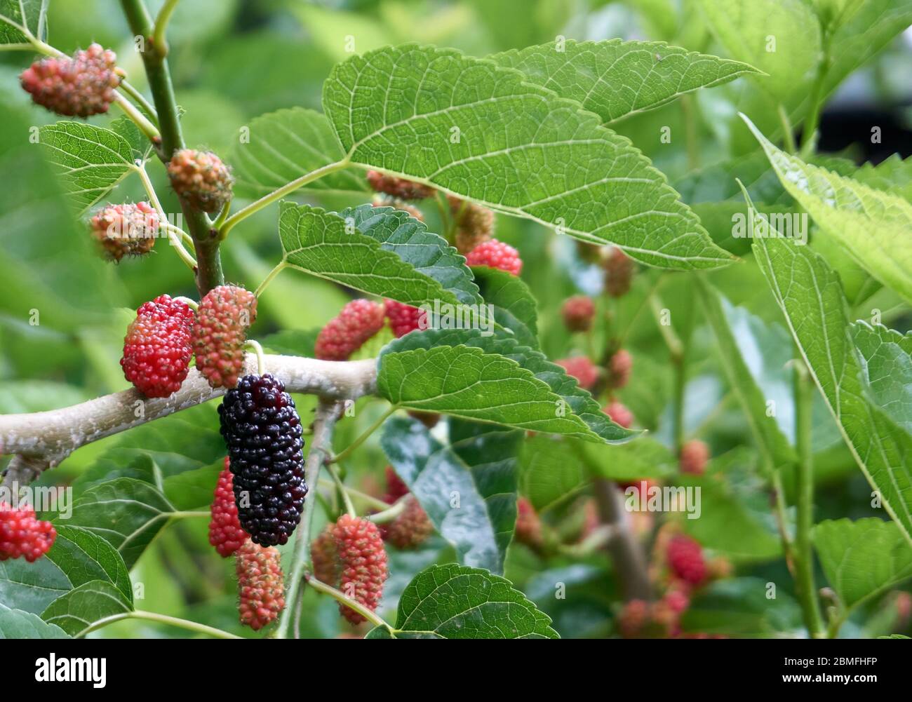Fresh and organic mulberry fruits Stock Photo - Alamy
