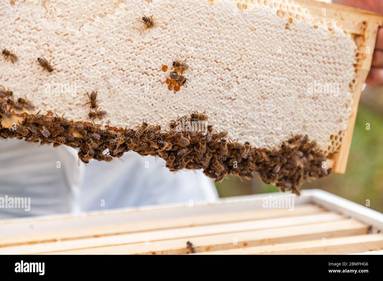 the process of extracting honey from a beehive Stock Photo - Alamy