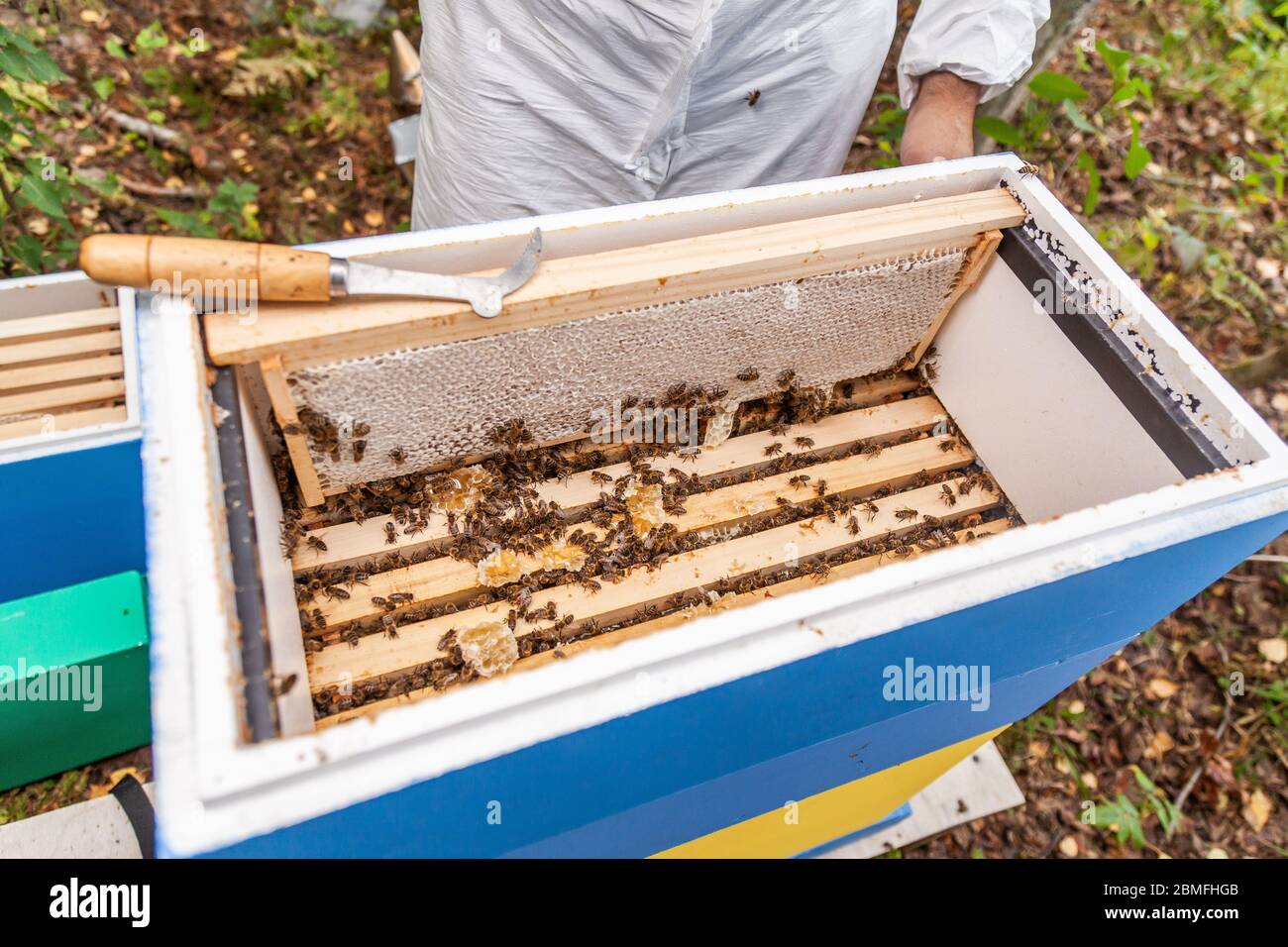 the process of extracting honey from a beehive Stock Photo - Alamy