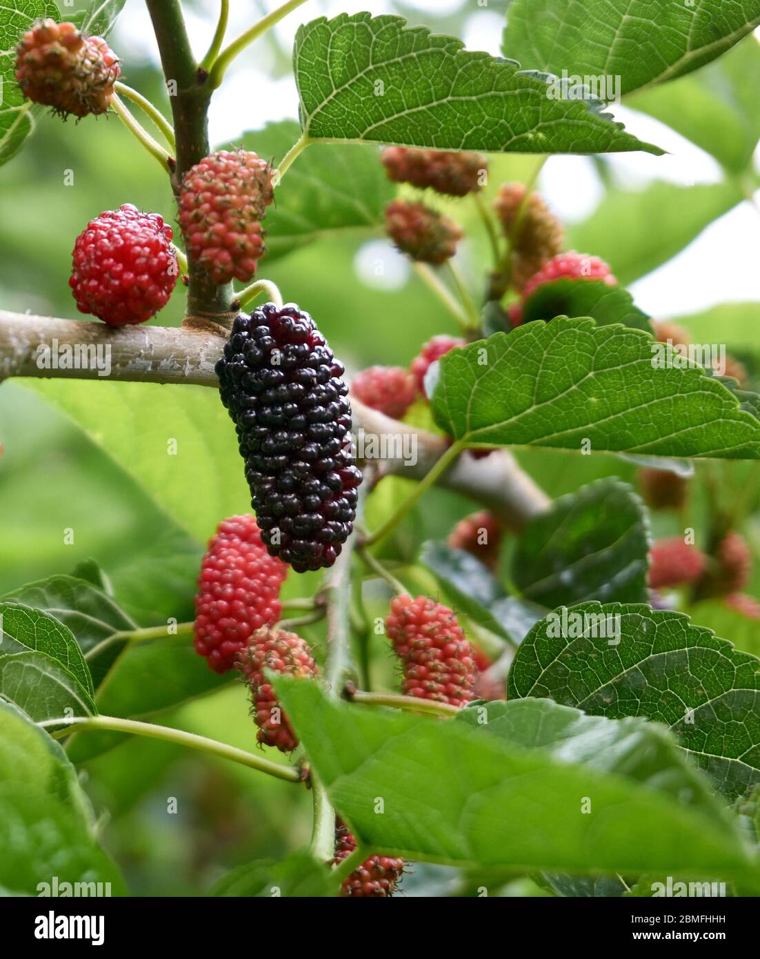 Fresh and organic mulberry fruits Stock Photo - Alamy